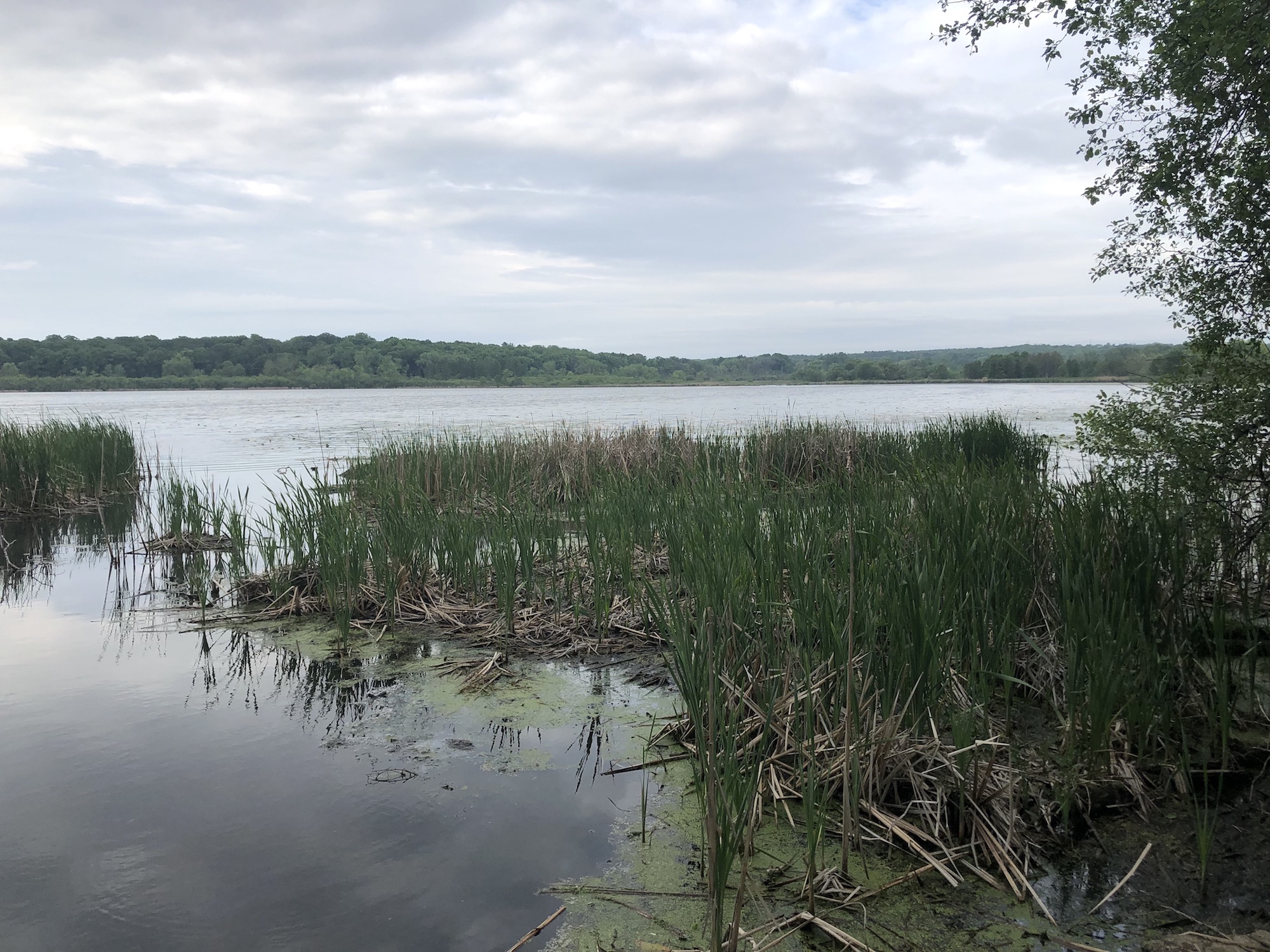 Lake Wingra | Madison, Wisconsin | June 4, 2019