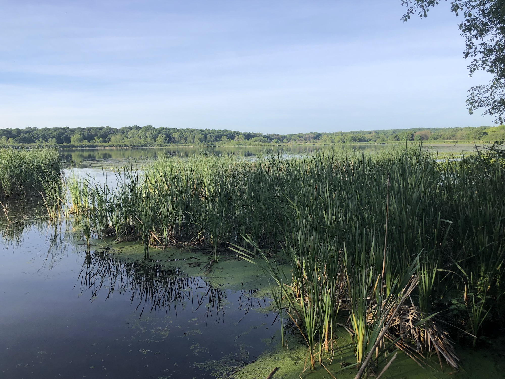 Lake Wingra | Madison, Wisconsin | June 26, 2019