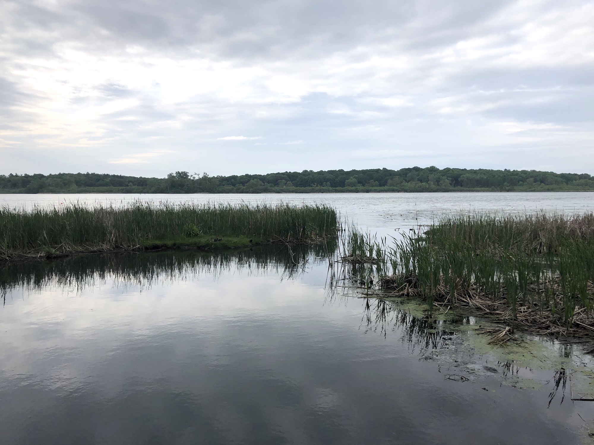 Lake Wingra | Madison, Wisconsin | June 4, 2019