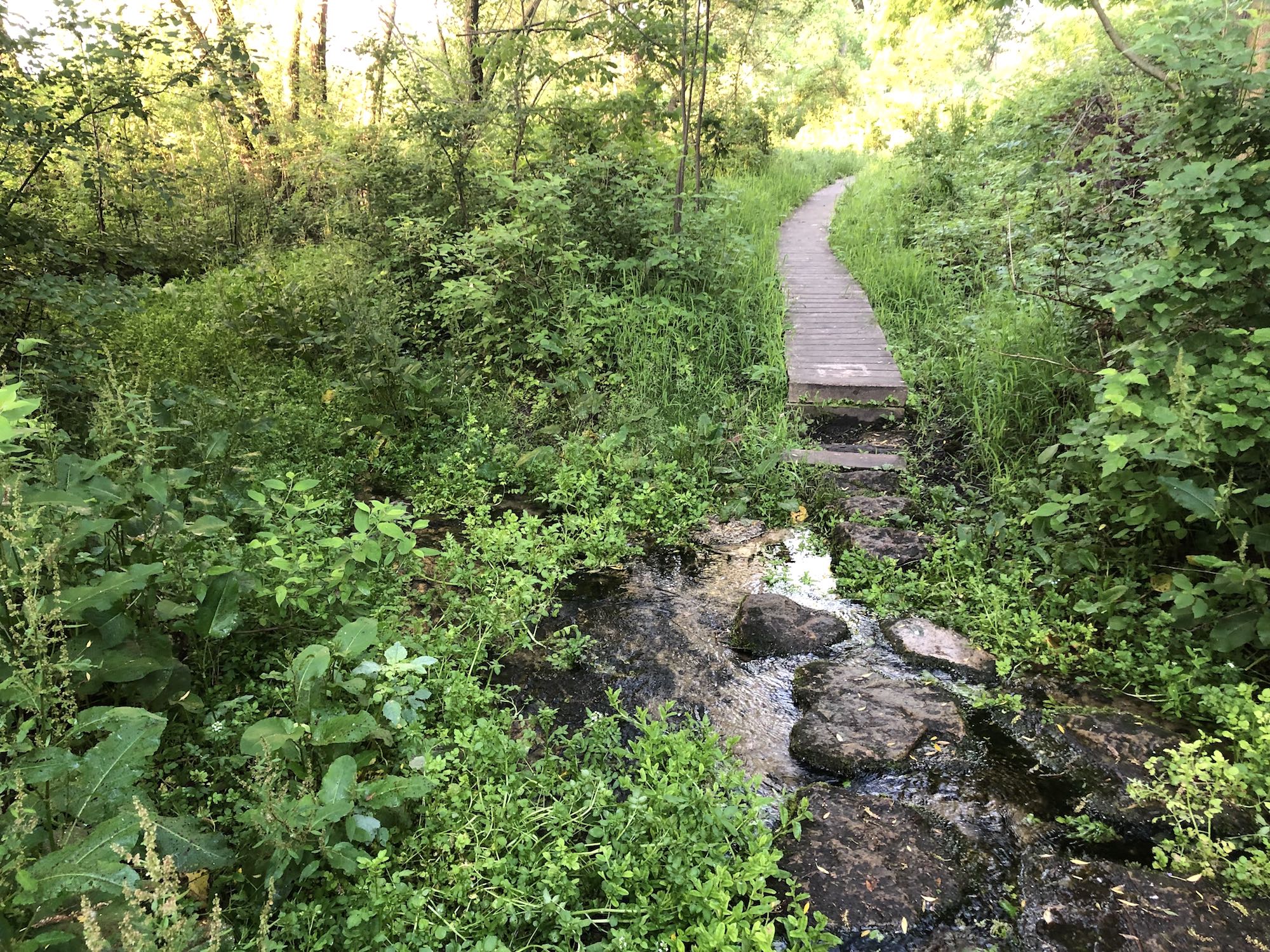 Lake Wingra | Madison, Wisconsin | June 21, 2019