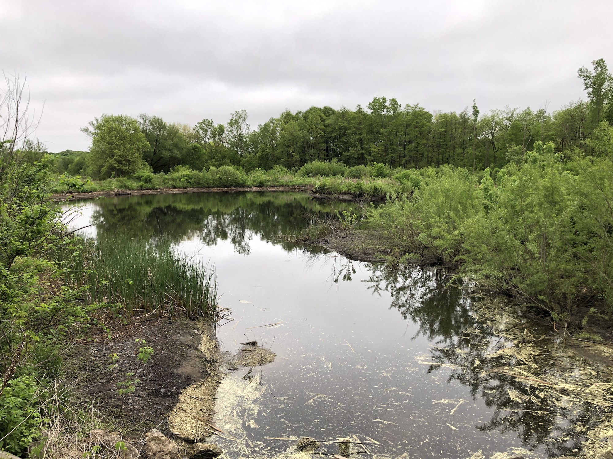 Lake Wingra | Madison, Wisconsin | May 28, 2019
