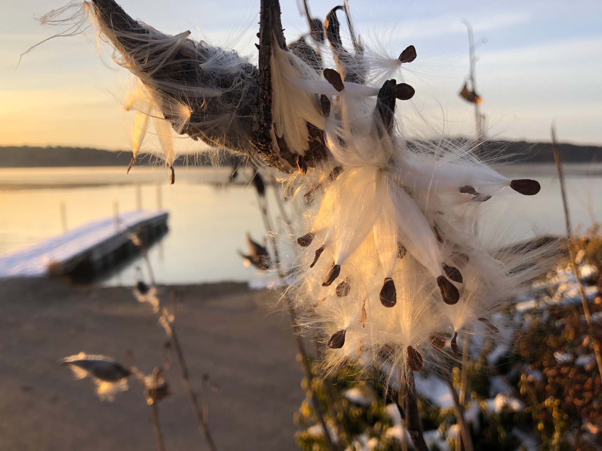 Lake Wingra | Madison, Wisconsin | November 8, 2019
