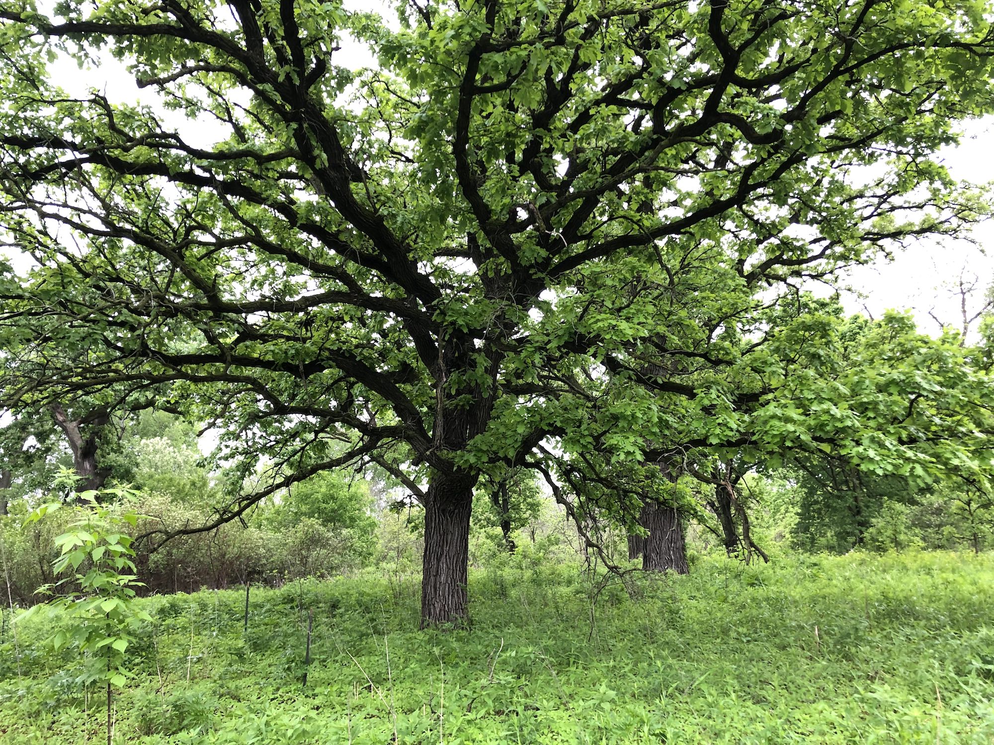 Lake Wingra | Madison, Wisconsin | May 28, 2019