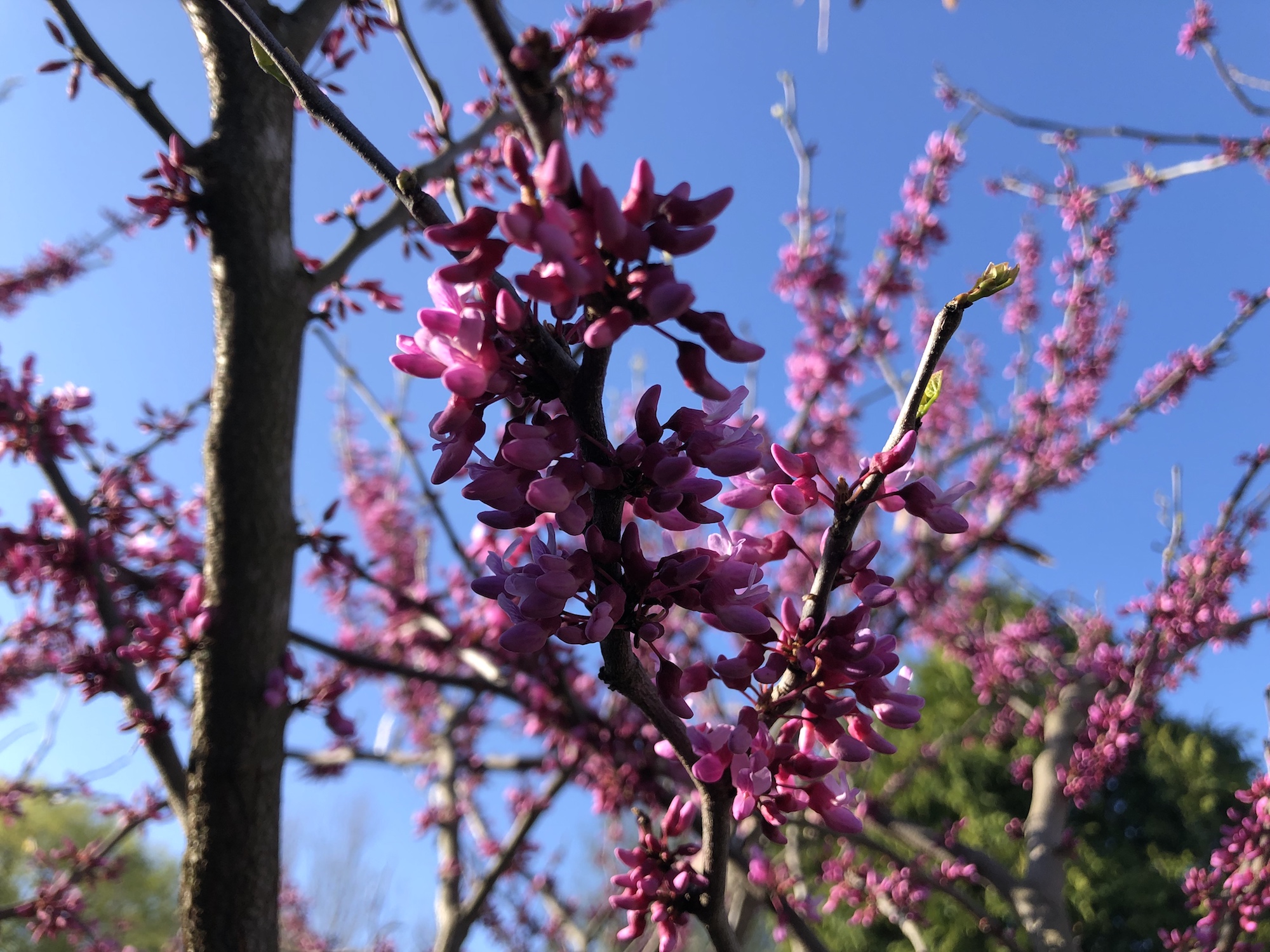 Lake Wingra | Madison, Wisconsin | May 12, 2019