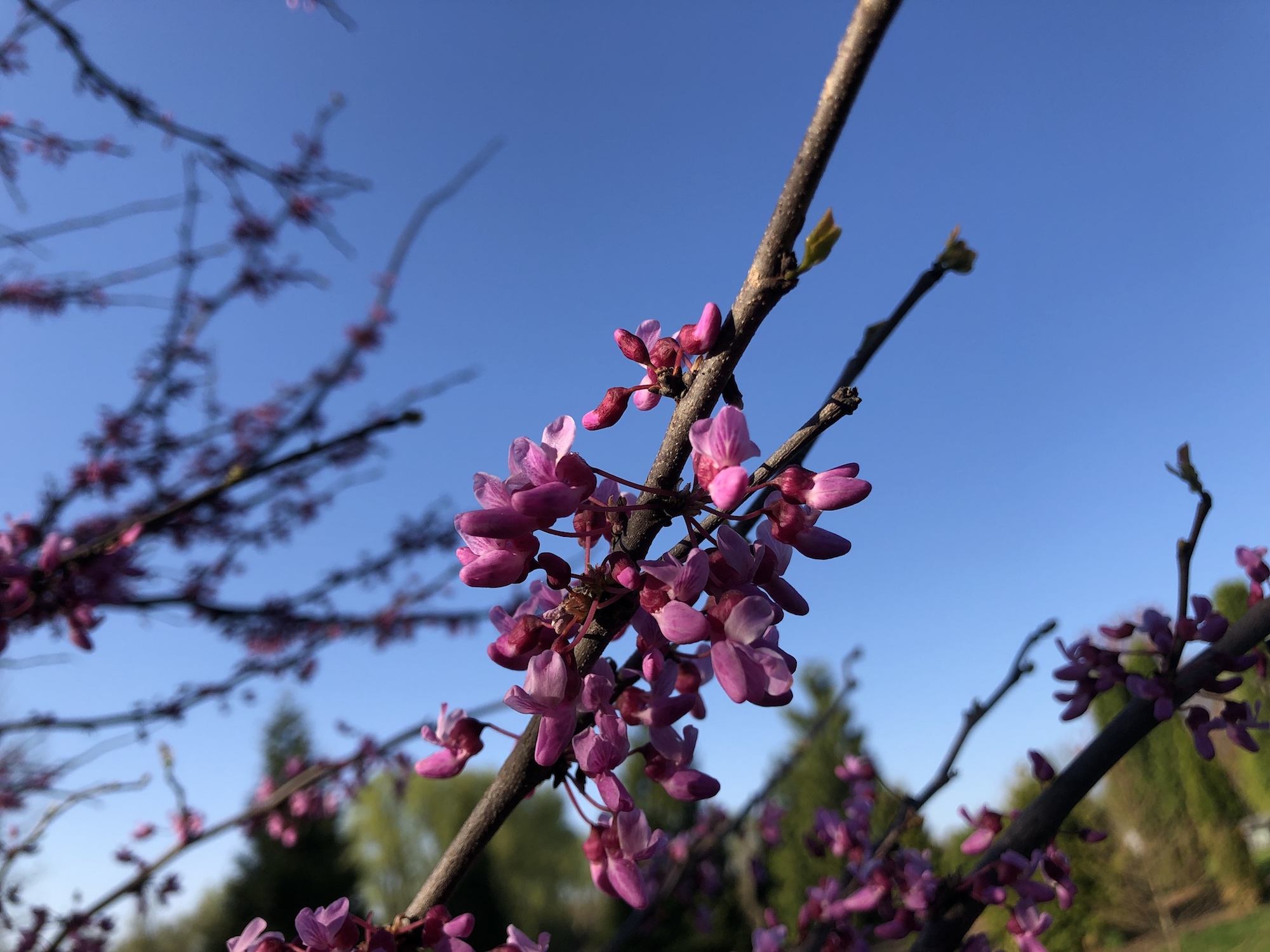 Lake Wingra | Madison, Wisconsin | May 13, 2019