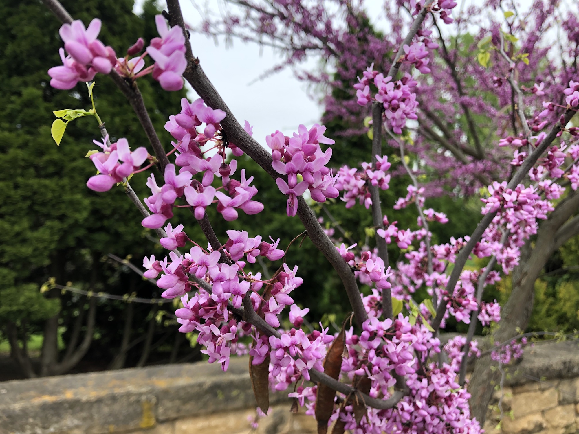 Lake Wingra | Madison, Wisconsin | May 17, 2019