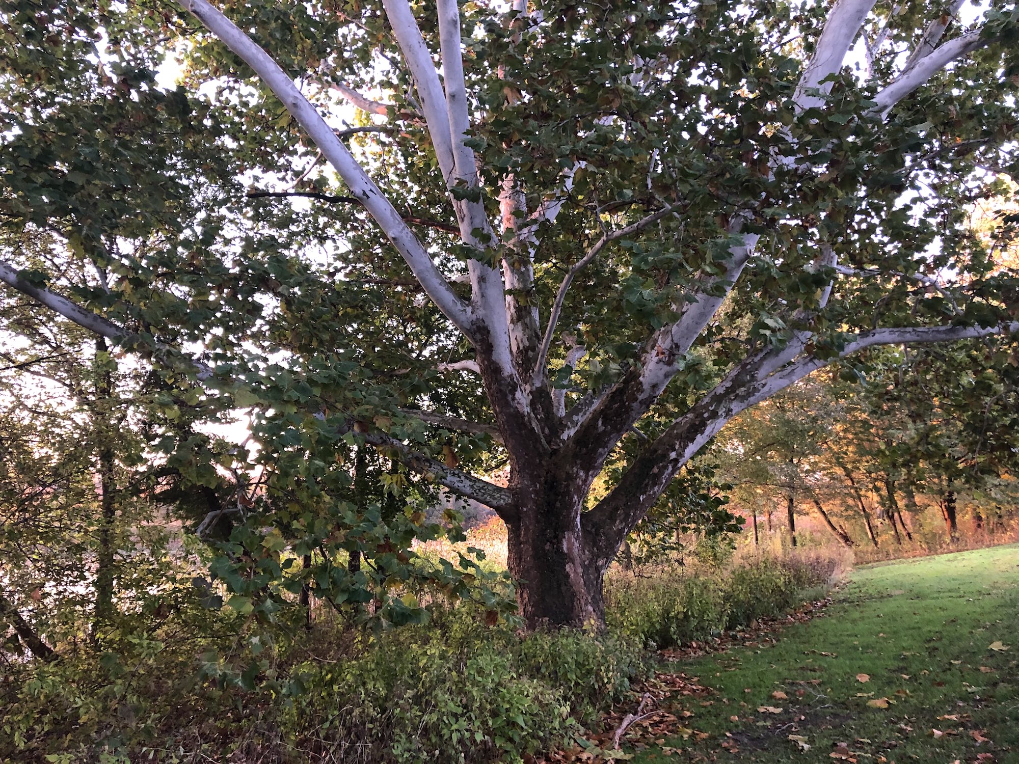 Lake Wingra | Madison, Wisconsin | October 24, 2019