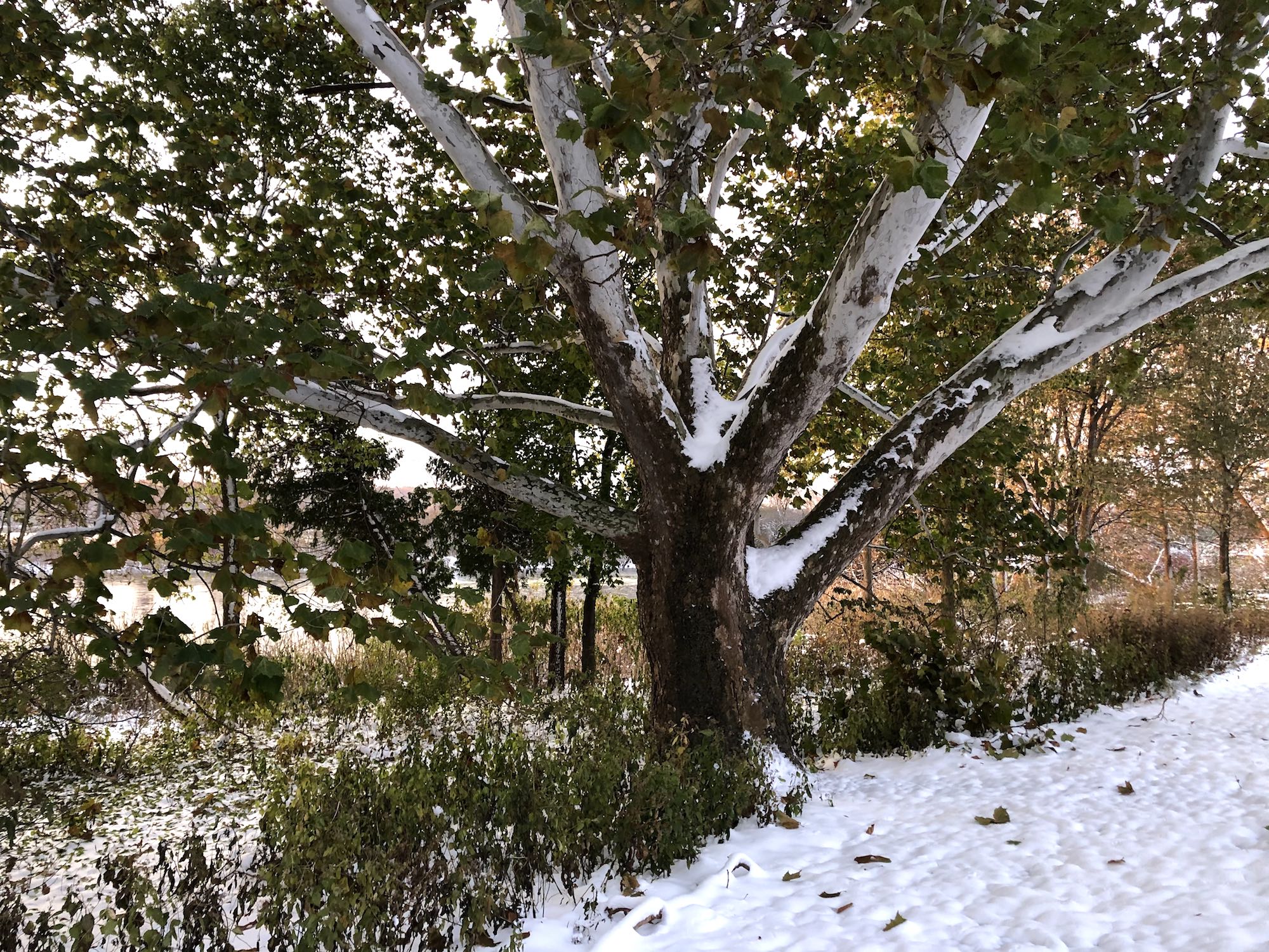 Lake Wingra | Madison, Wisconsin | November 1, 2019