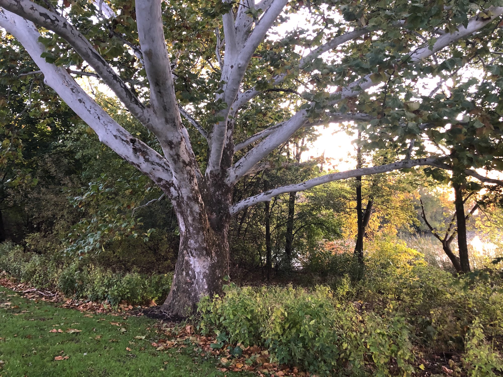 Lake Wingra | Madison, Wisconsin | October 24, 2019