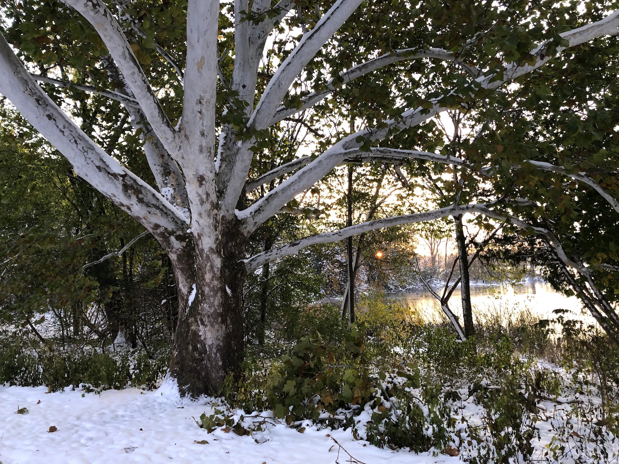 Lake Wingra | Madison, Wisconsin | November 1, 2019