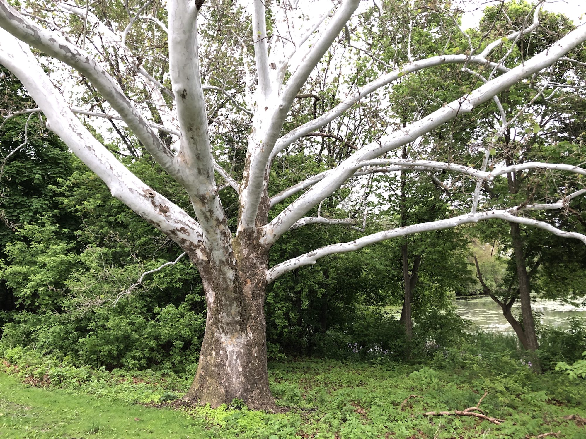 Lake Wingra | Madison, Wisconsin | May 28, 2019