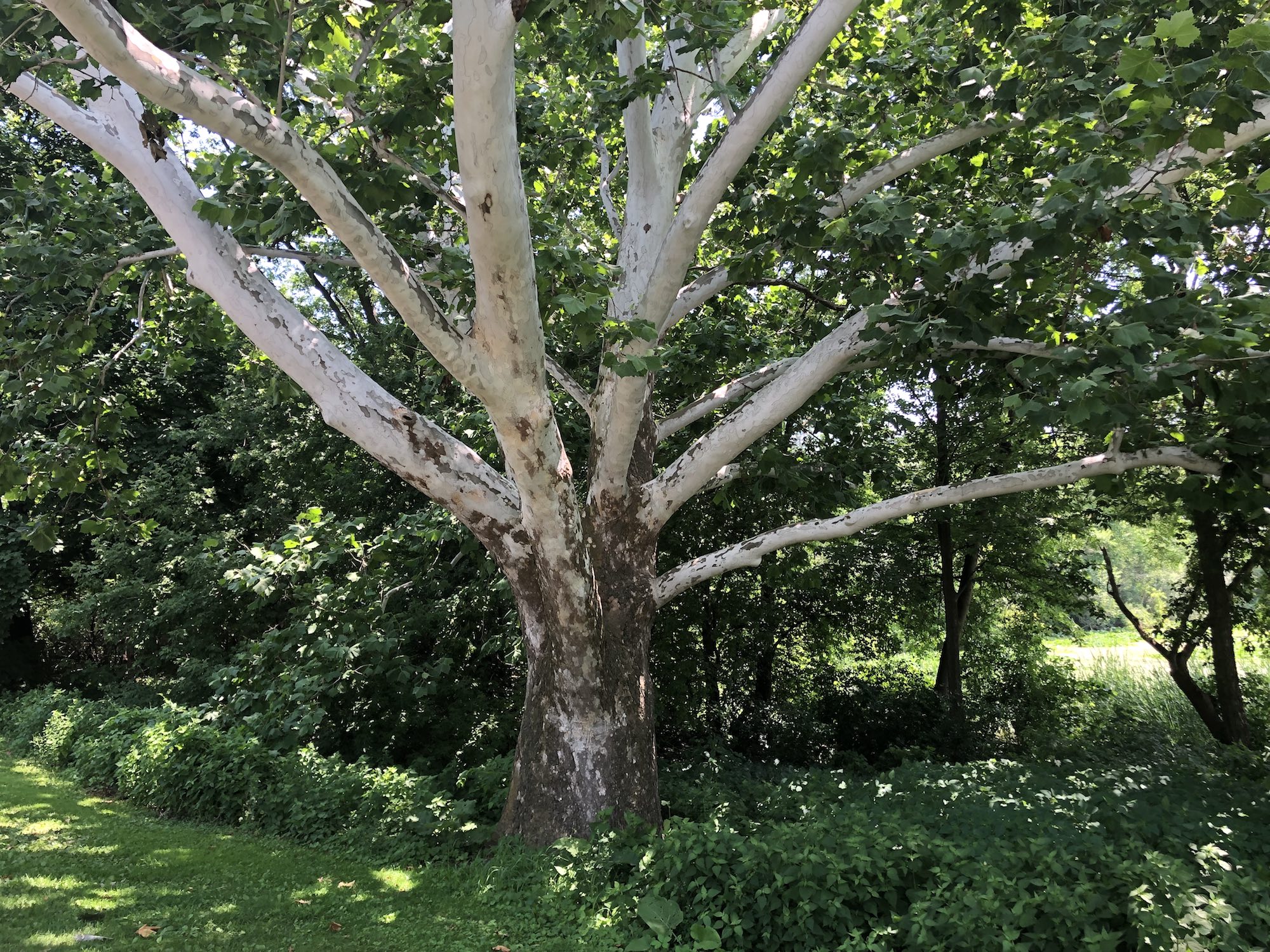 Lake Wingra | Madison, Wisconsin | July 23, 2019
