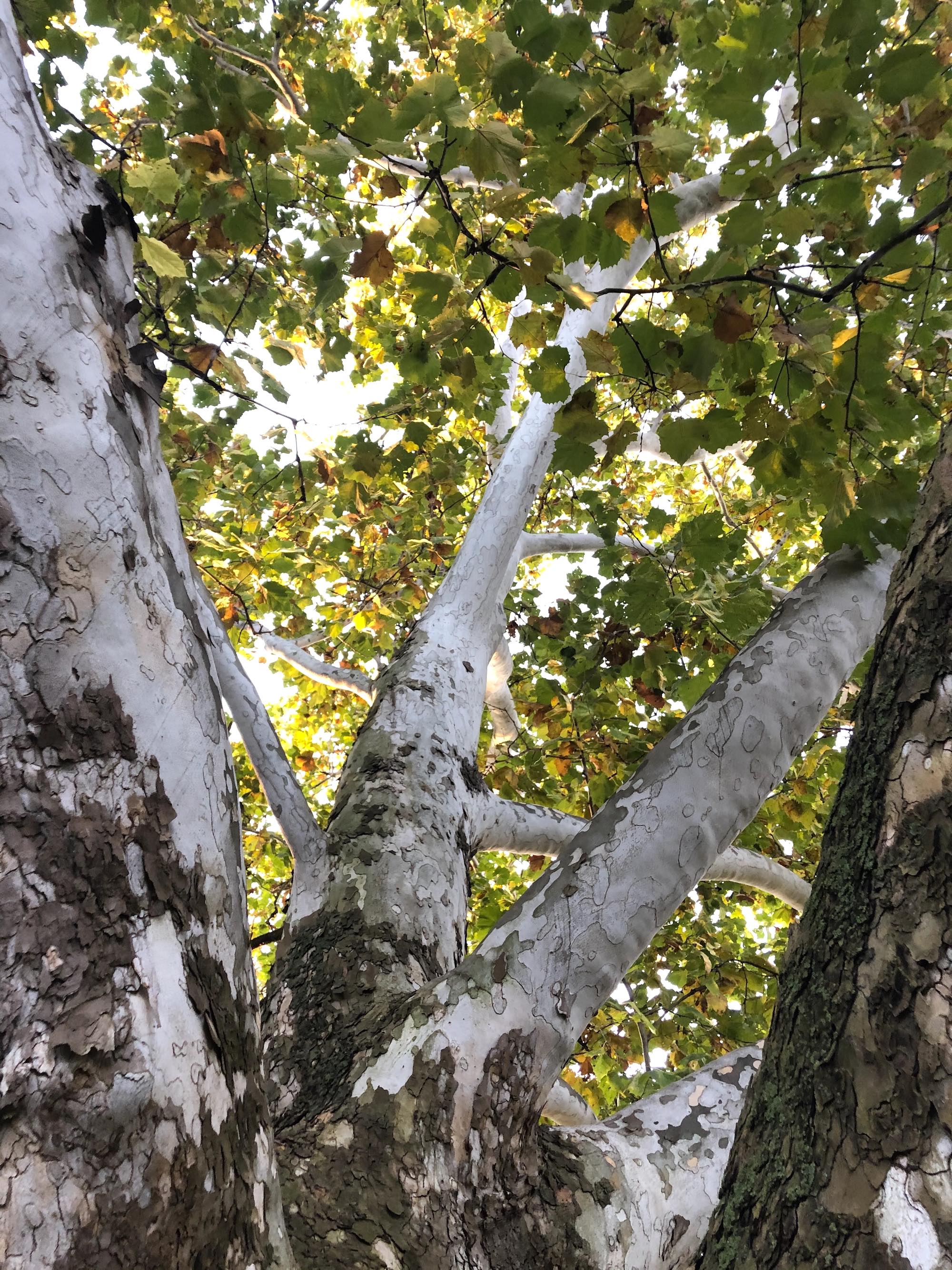 Lake Wingra | Madison, Wisconsin | October 24, 2019