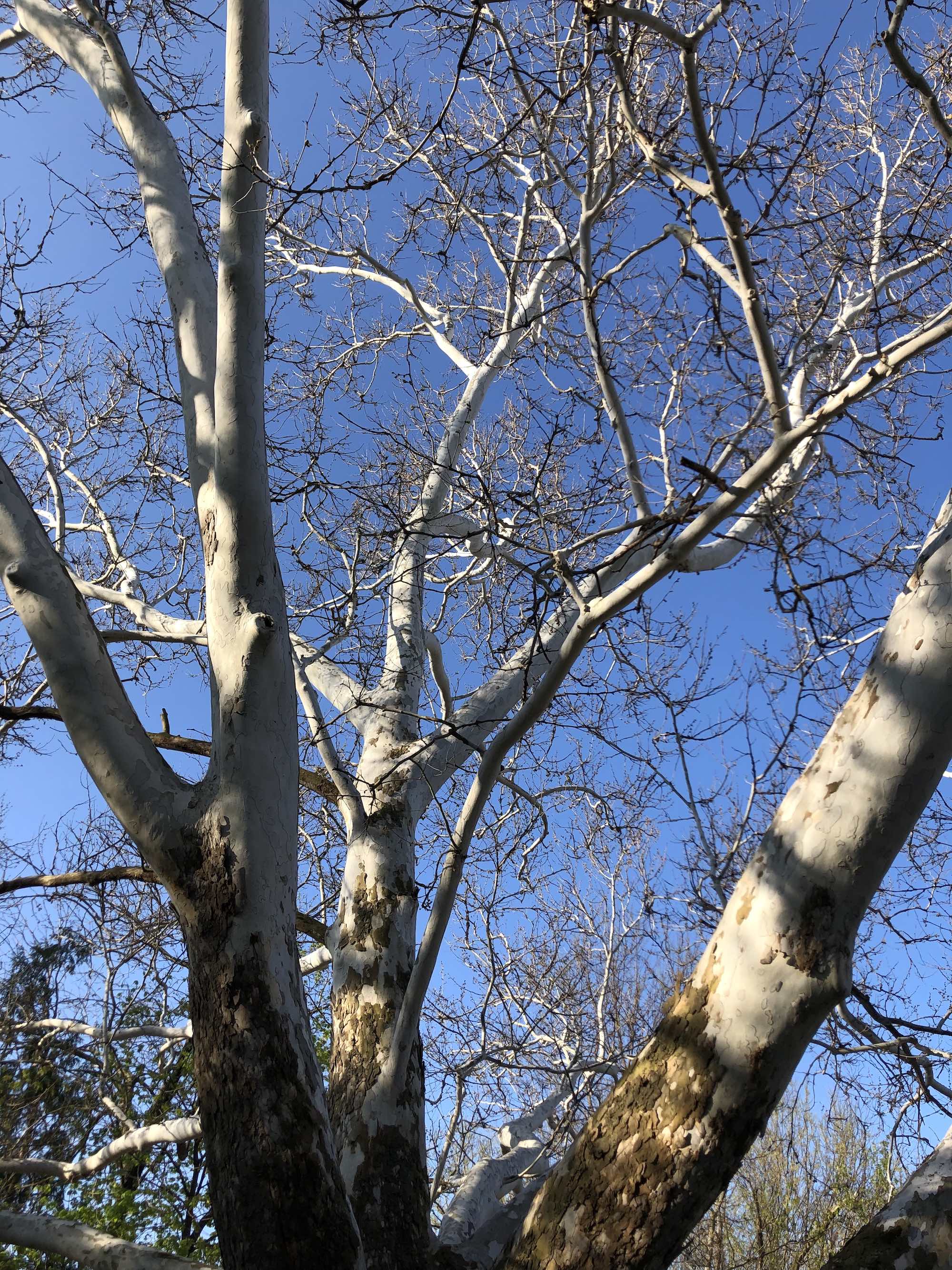 Lake Wingra | Madison, Wisconsin | May 4, 2019