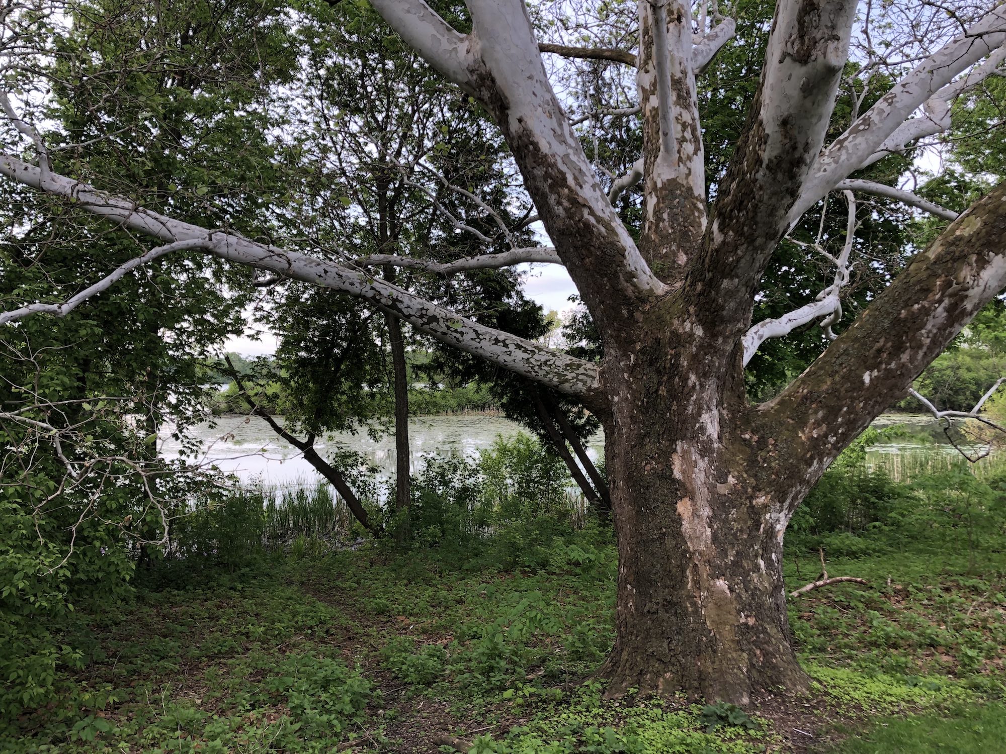 Lake Wingra | Madison, Wisconsin | May 27, 2019