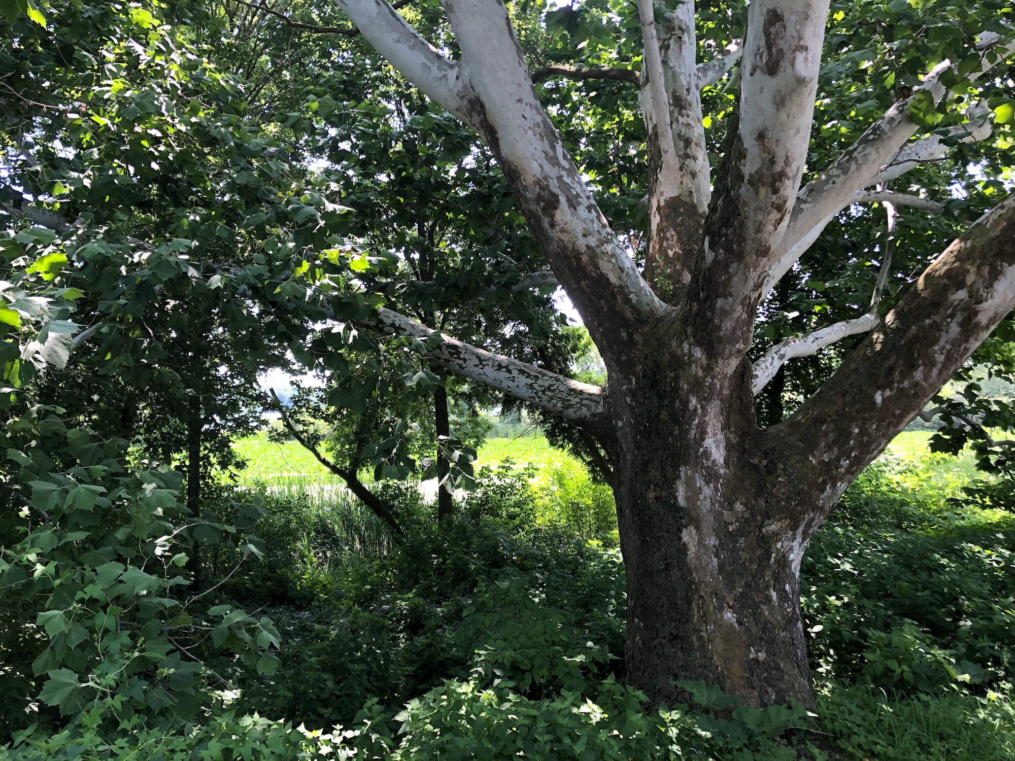 Lake Wingra | Madison, Wisconsin | July 23, 2019