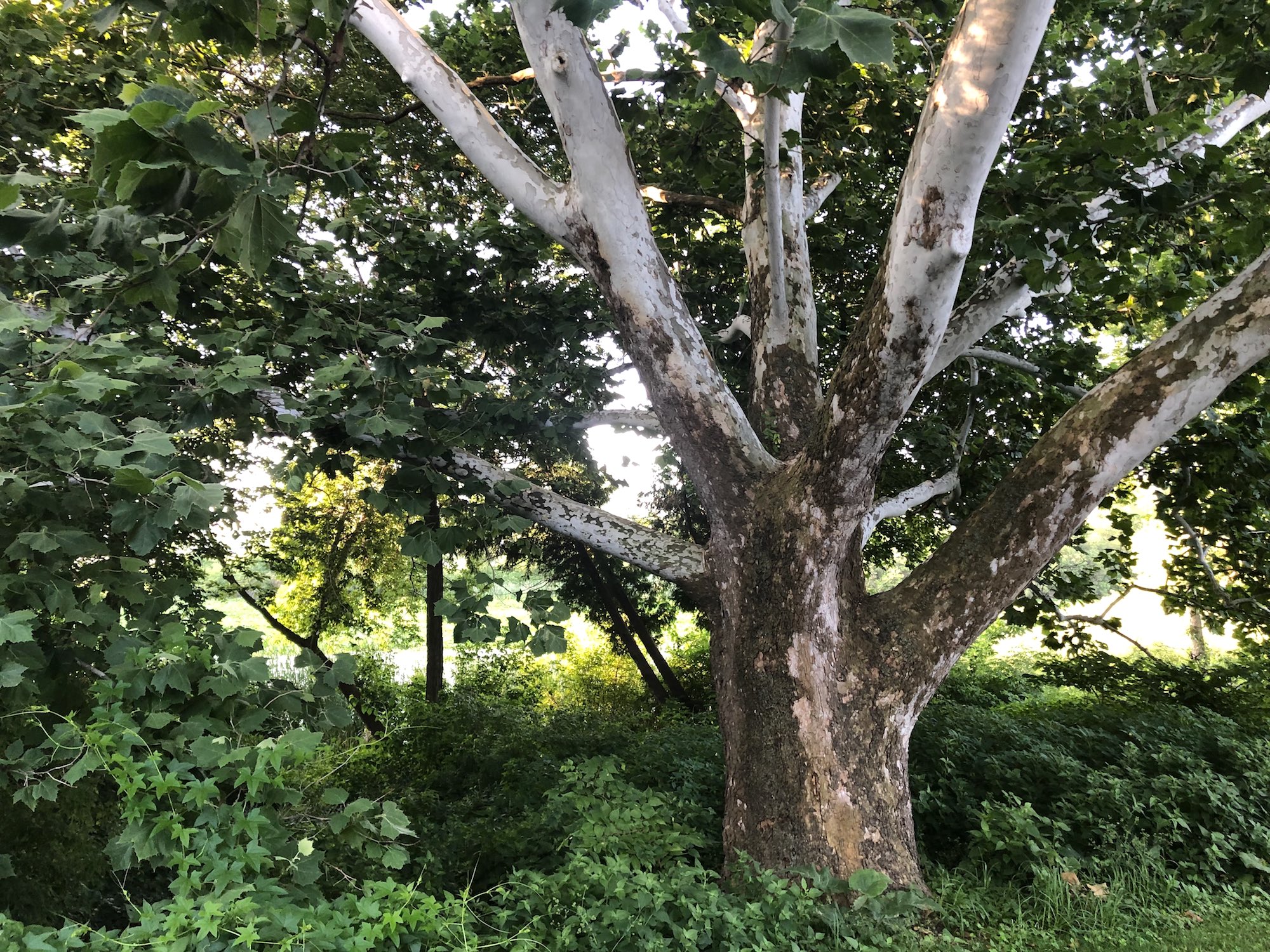 Lake Wingra | Madison, Wisconsin | July 31, 2019