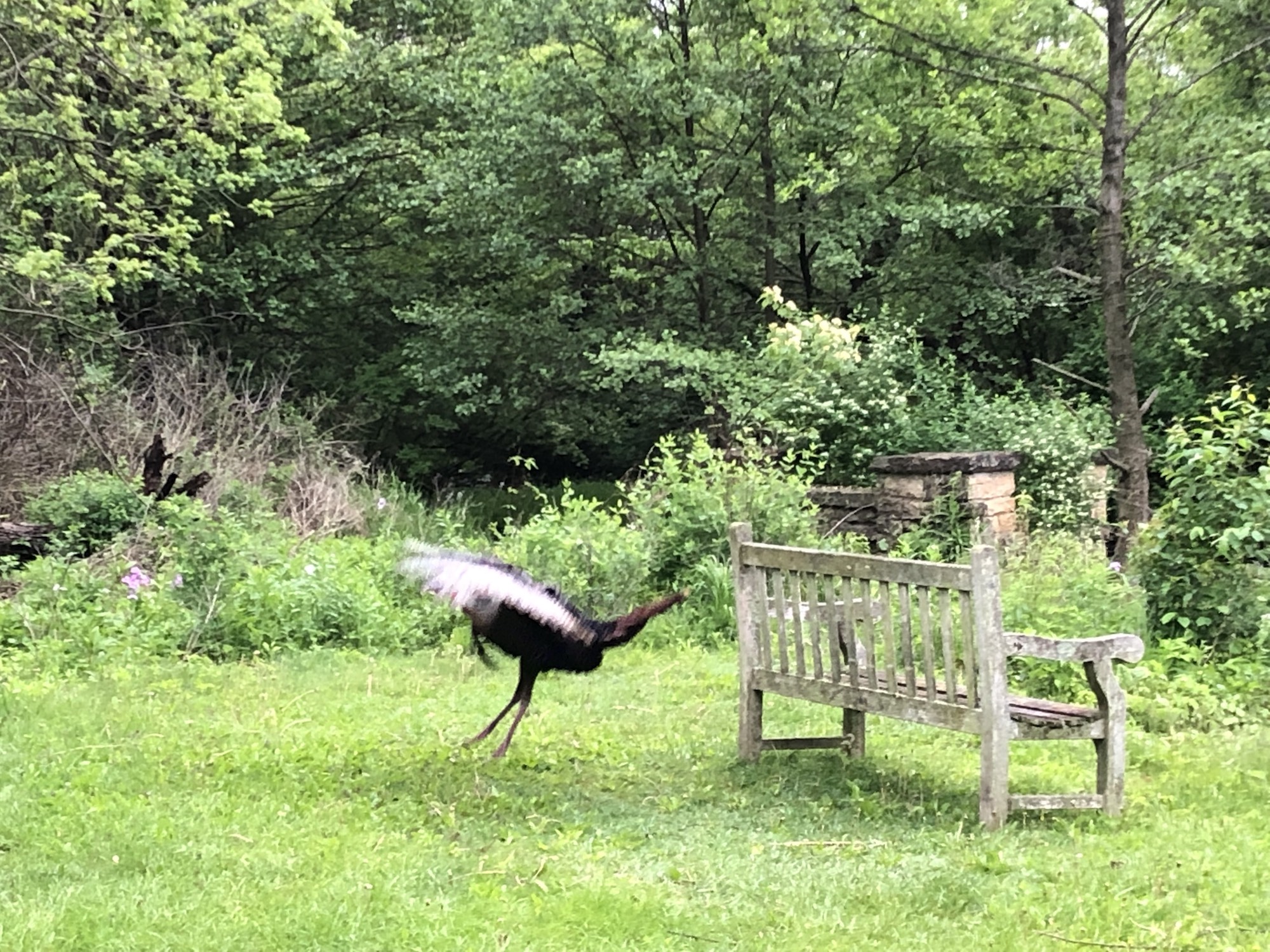 Lake Wingra | Madison, Wisconsin | May 28, 2019